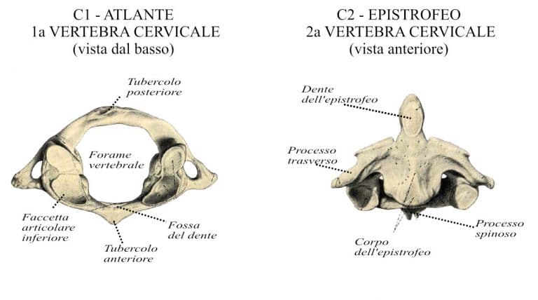Le 7 vertebre cervicali | LEG srl STP - Radiografie a domicilio