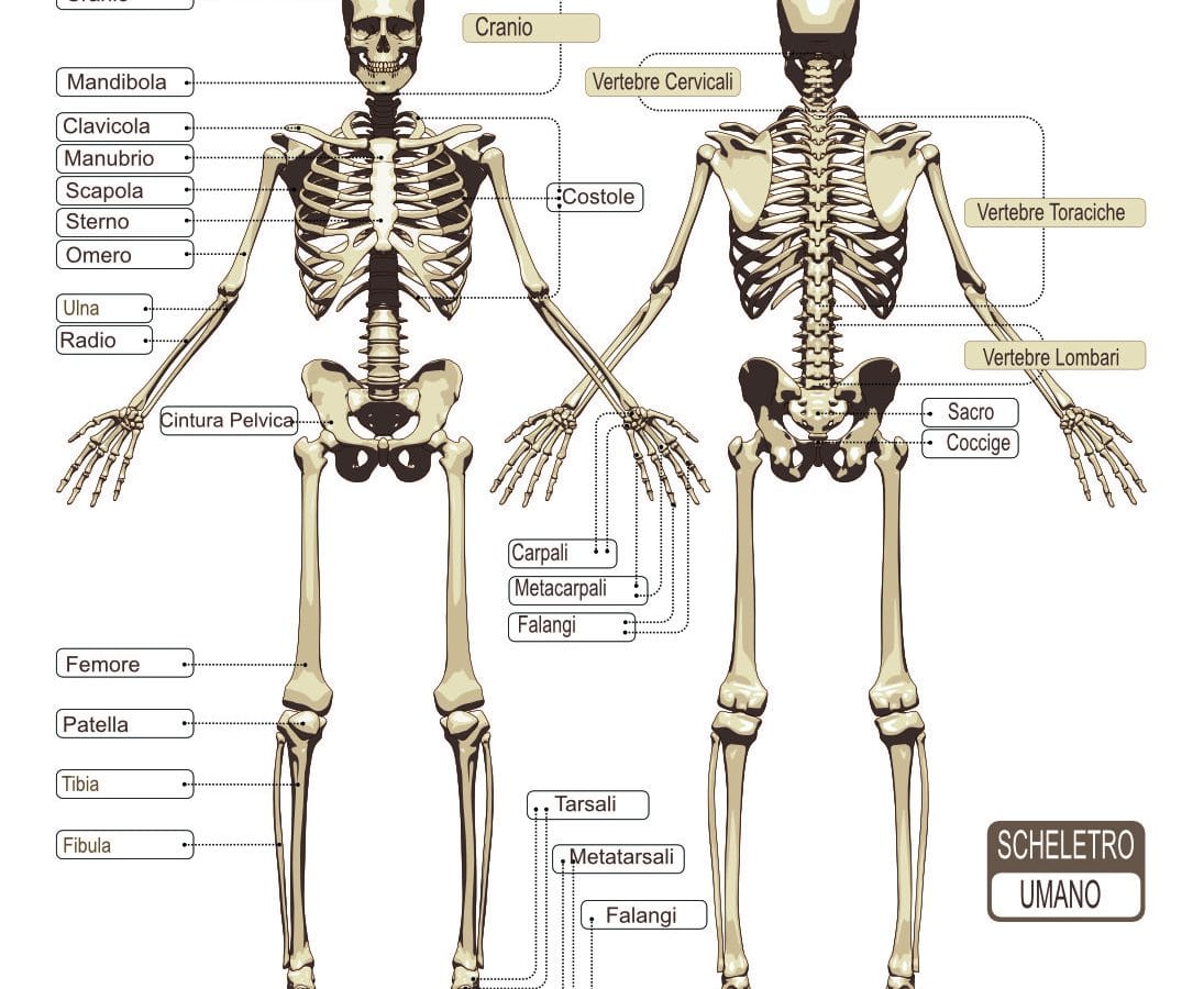 Scheletro anatomia Umana Wikipedia 57 OFF